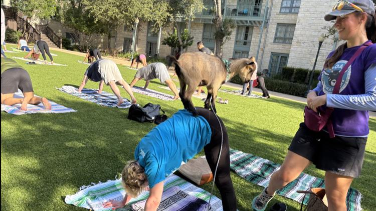 'Goat yoga' adds animal experience to traditional yoga poses