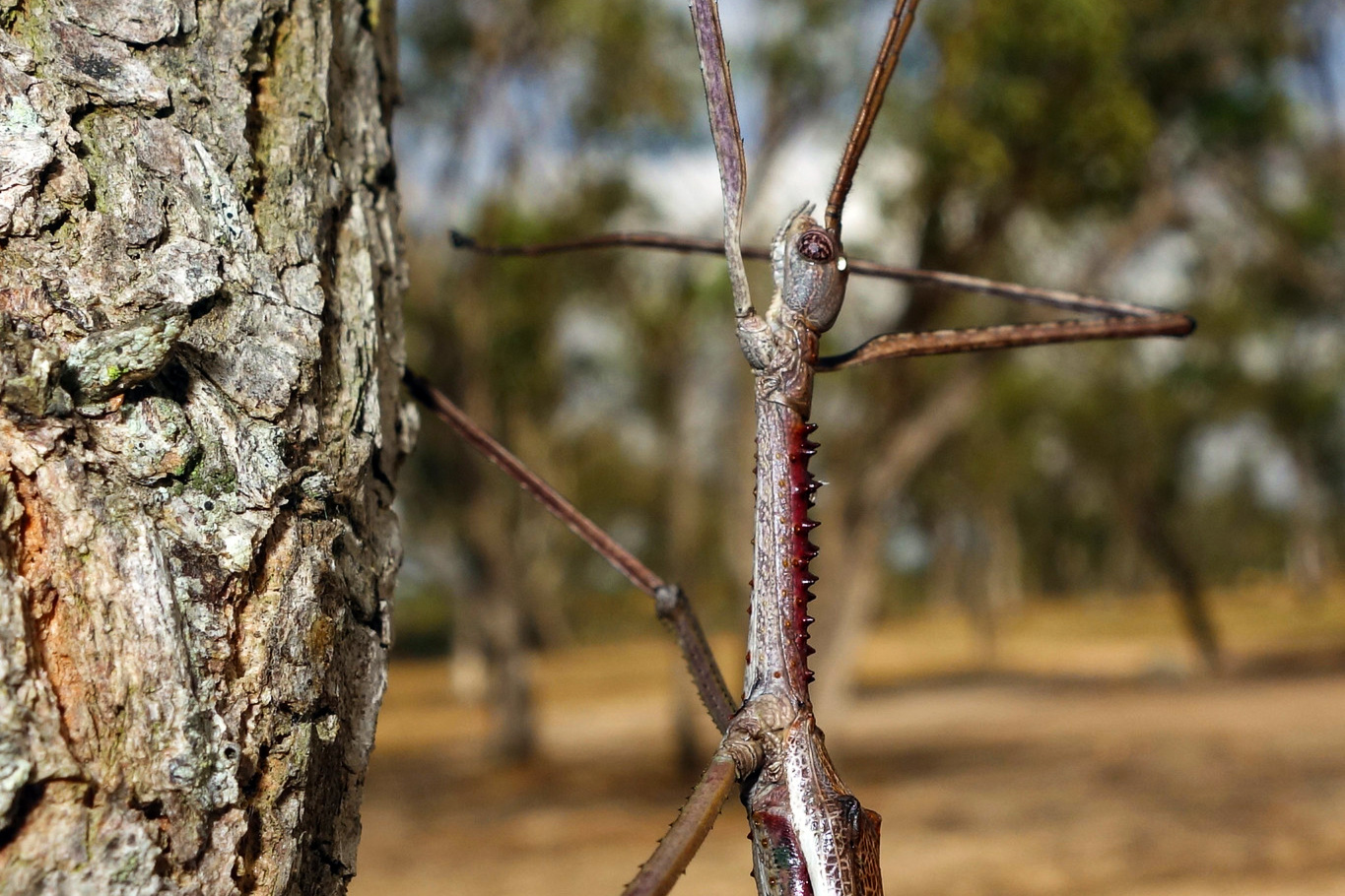 Giant Stick Insect Discovered in Rainforest May Be Australia’s Heaviest