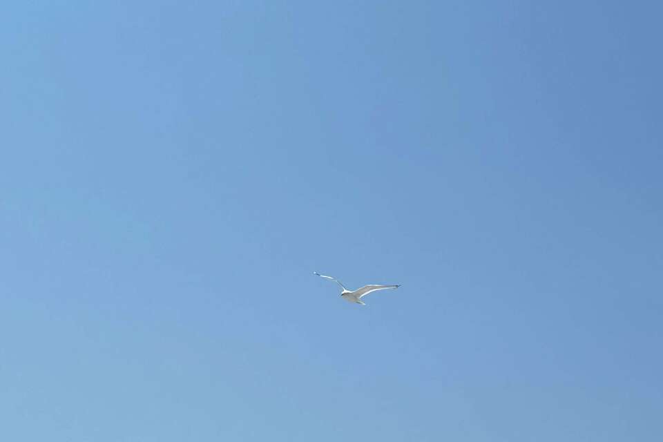 'Today' show spotlights Cecil the seagull 'terrorizing' CT beach: 'Has ...