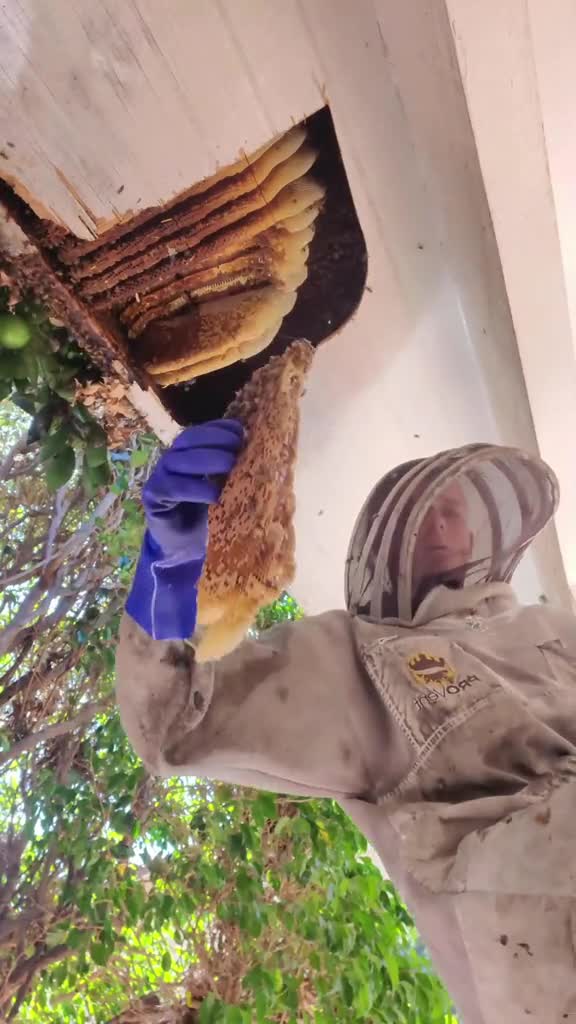 Discovering a Massive Hidden Beehive in a Backyard Rescue