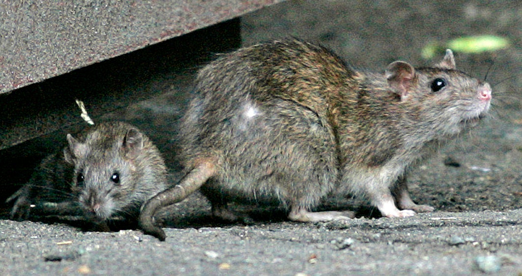 Here’s what the City Council is doing about Boston’s rat problem