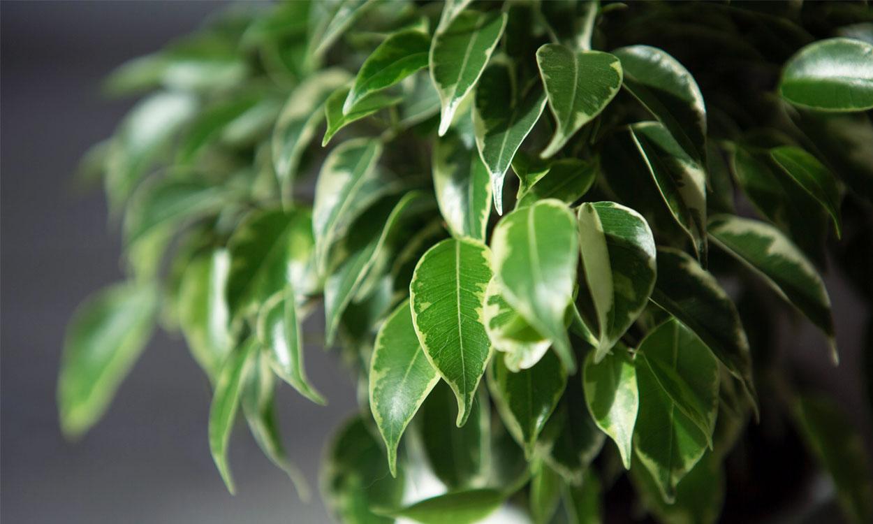 Guía completa de cuidados del Ficus benjamina en jardines amplios