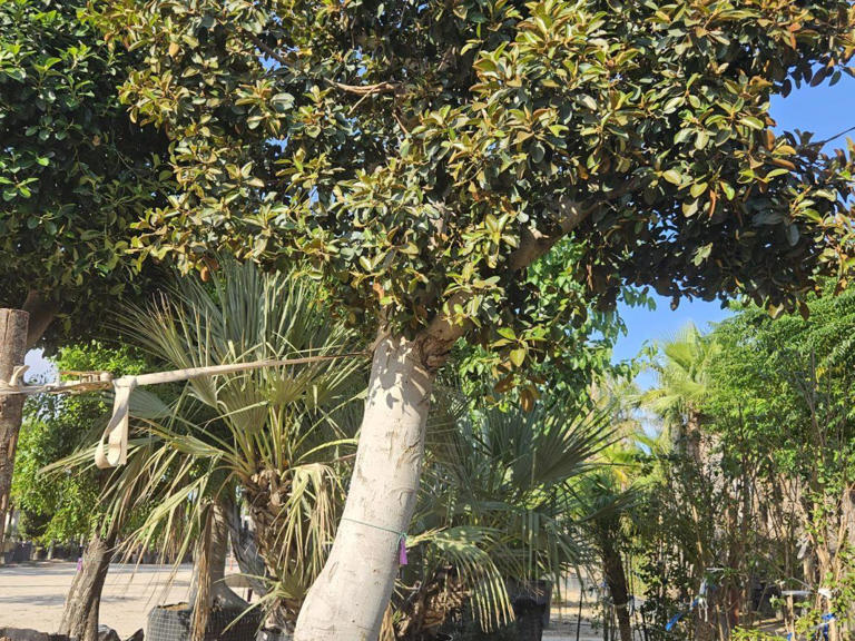 Guía Completa para el Cuidado Exitoso del Ficus australis en Jardines