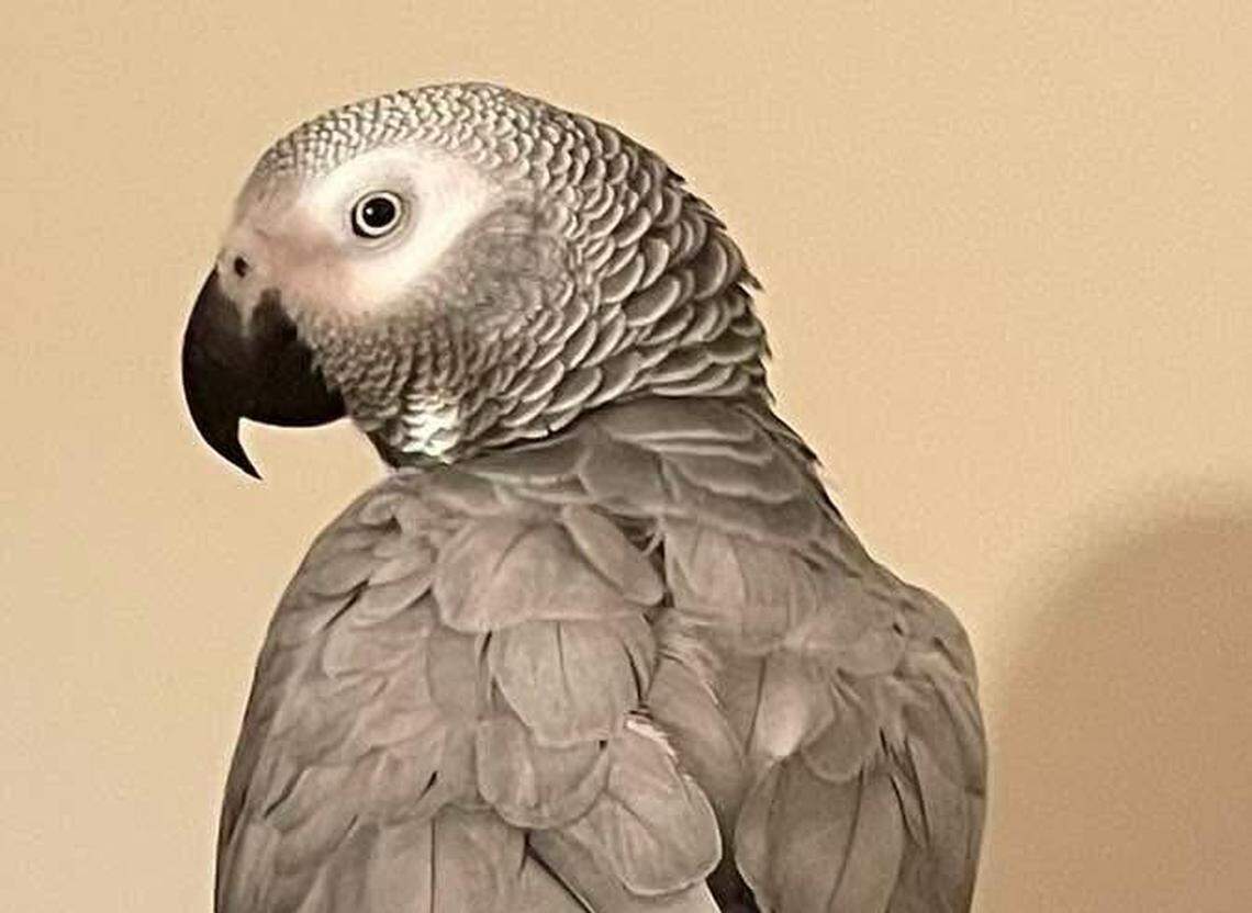 Charlie and his Lexington owner were inseparable. Then the parrot went ...