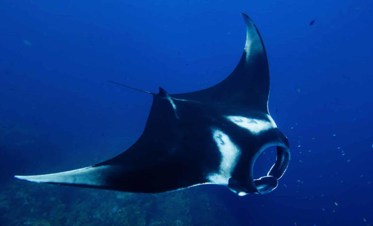 Discovery of New Manta Ray Species in the Atlantic Ocean