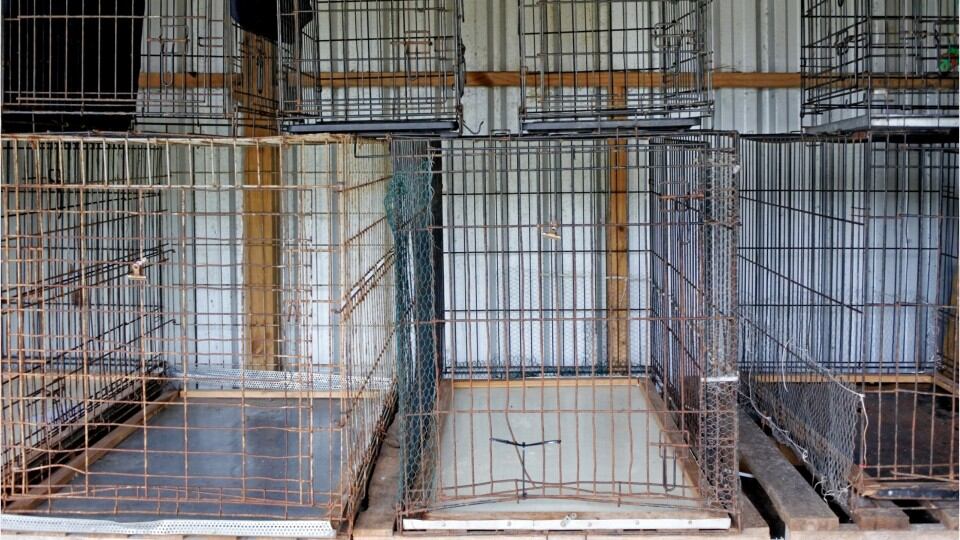 Ohio learns punishment for keeping 11 pit bulls for dog fighting ...