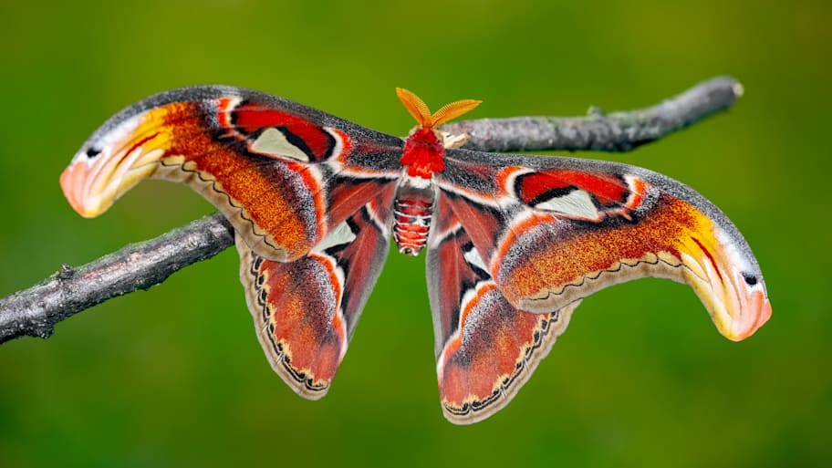 5 Awesome Facts About the Atlas Moth