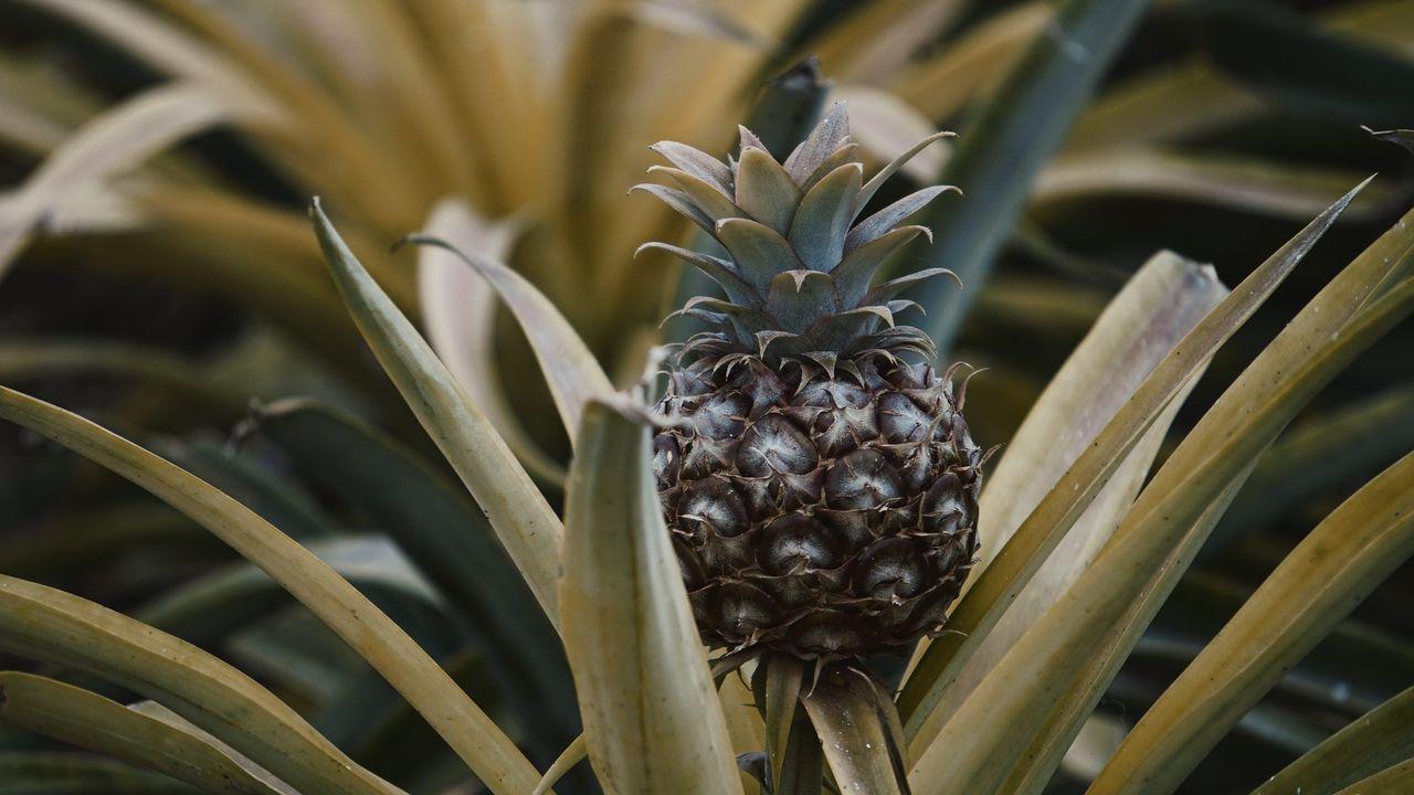 Guía completa para el cuidado de la flor de la piña en interiores