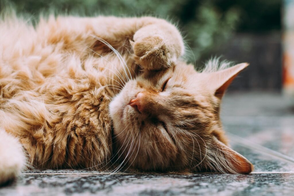 15 Signs Your Cat Is Miserable Living With You