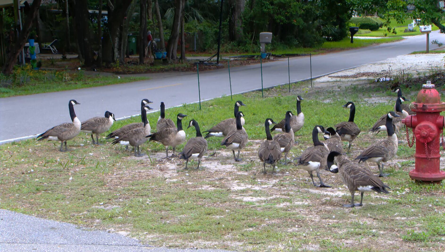 ‘This is their home’: Tensions rise over geese in Surfside Beach