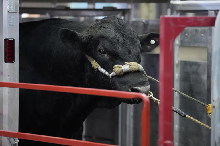 Meet the Big Boar, Big Ram, Super Bull winners at the Iowa State Fair ...