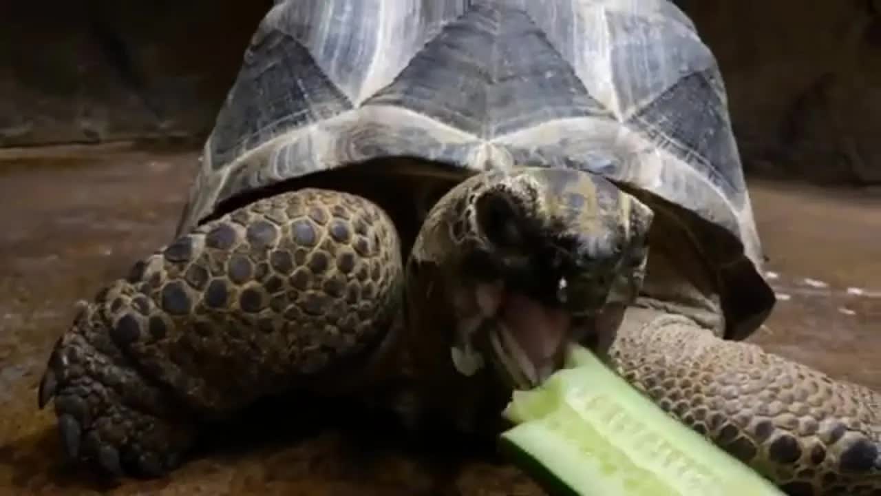 Creature Feature: Aldabra Tortoise the Gentle Giant