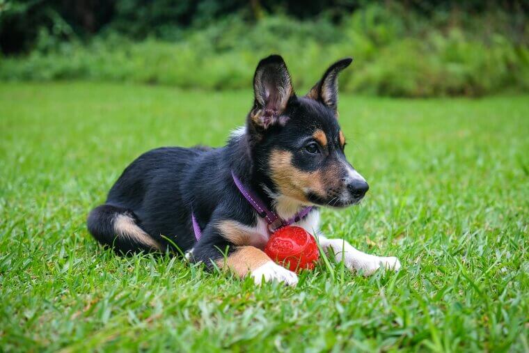How To Prepare Your Home For Your New Puppy In 10 Steps