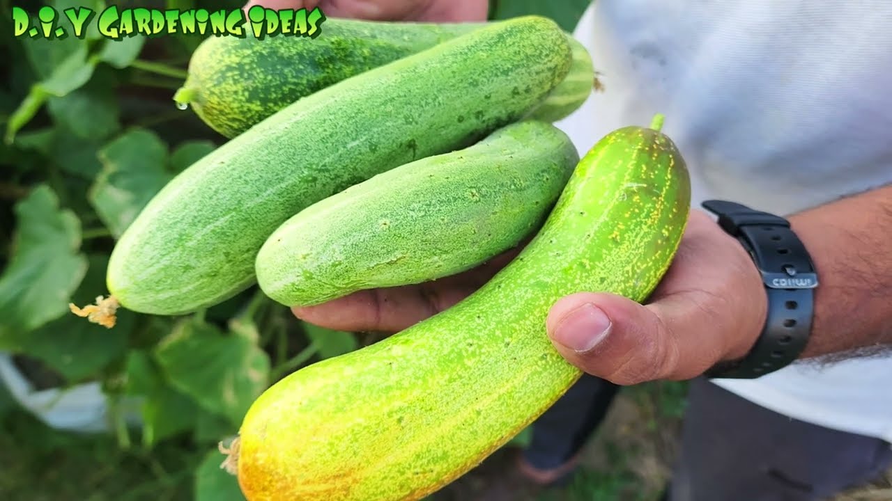 Growing Cucumbers Vertically in Pots – Easy Space-Saving Method
