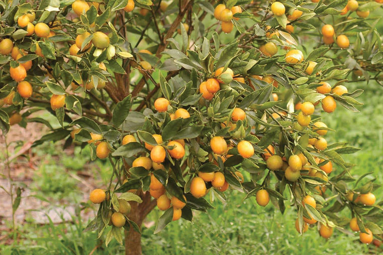 Árboles frutales tropicales que soportan climas fríos: Guía completa y ...