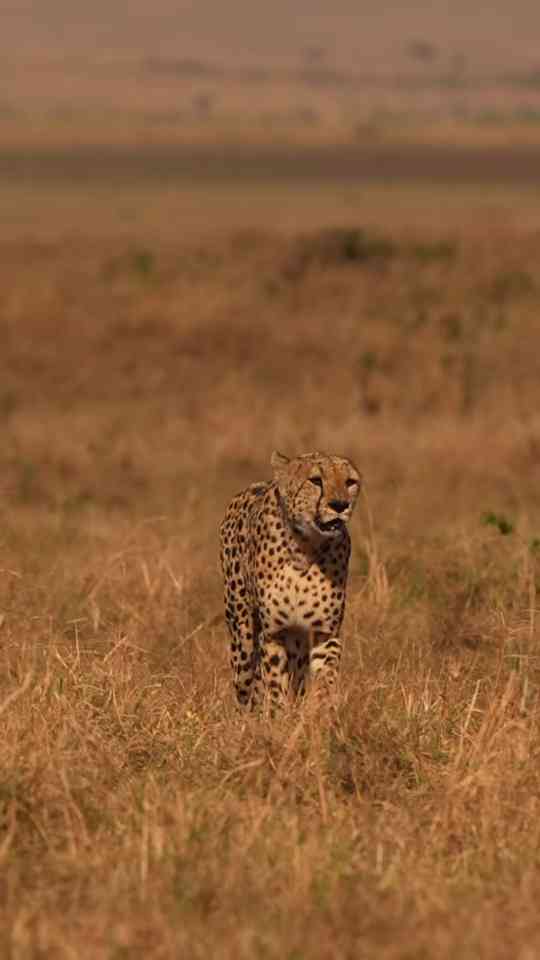 The Art of Photographing Animals in the Wild