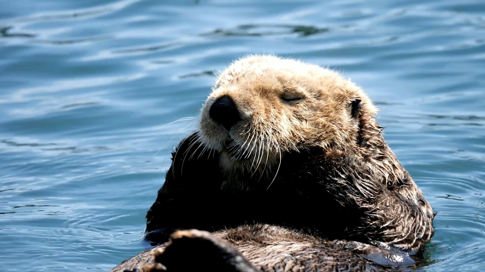 Otter enthüllt: Eine Reise in ihr verspieltes Leben
