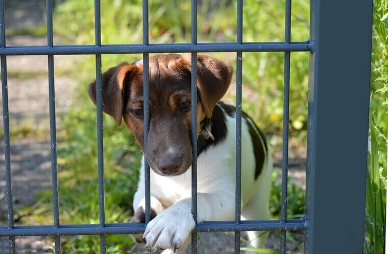 How To Prepare Your Home For Your New Puppy In 10 Steps