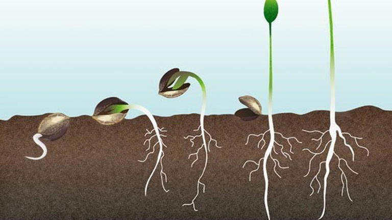 Trucos probados para germinar semillas sin fallos: guía completa ...