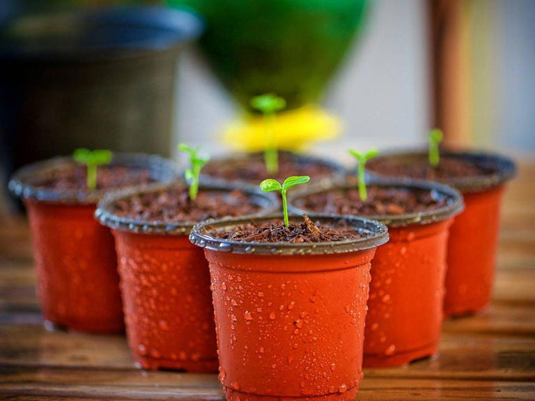 Trucos probados para germinar semillas sin fallos: guía completa ...