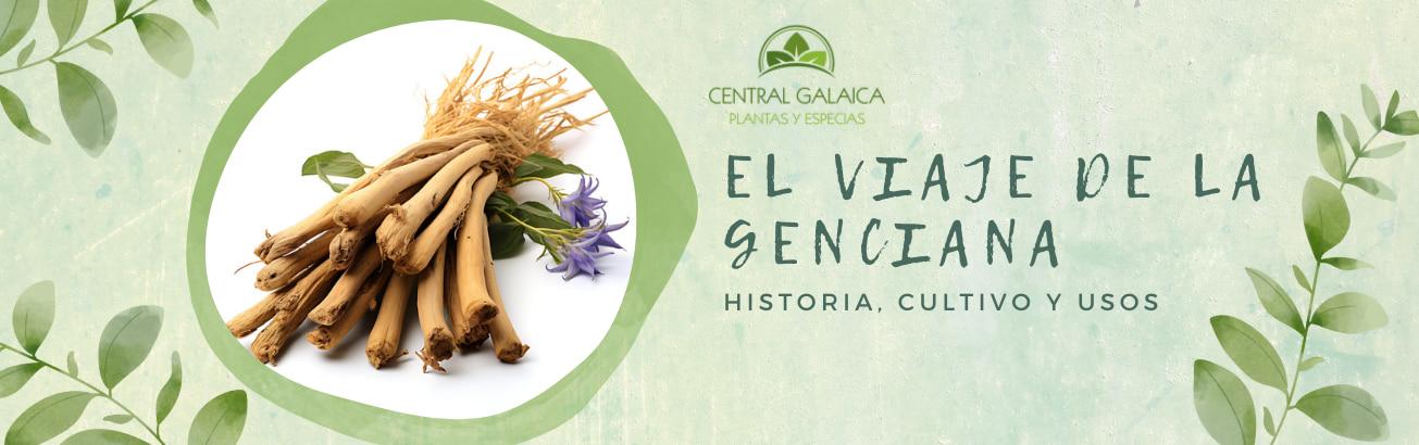 Genciana: Cuidados, Propiedades, Usos y Beneficios para la Salud