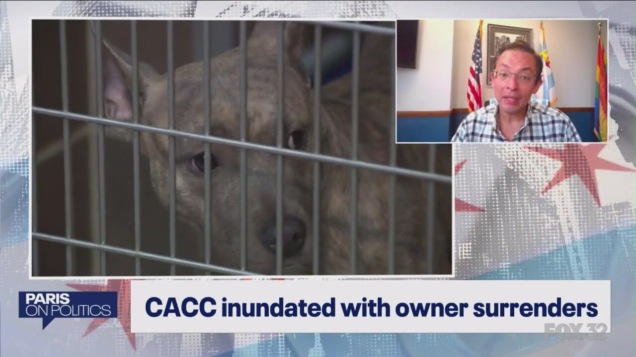 Paris on Politics: Chicago Animal Care and Control inundated with owner ...