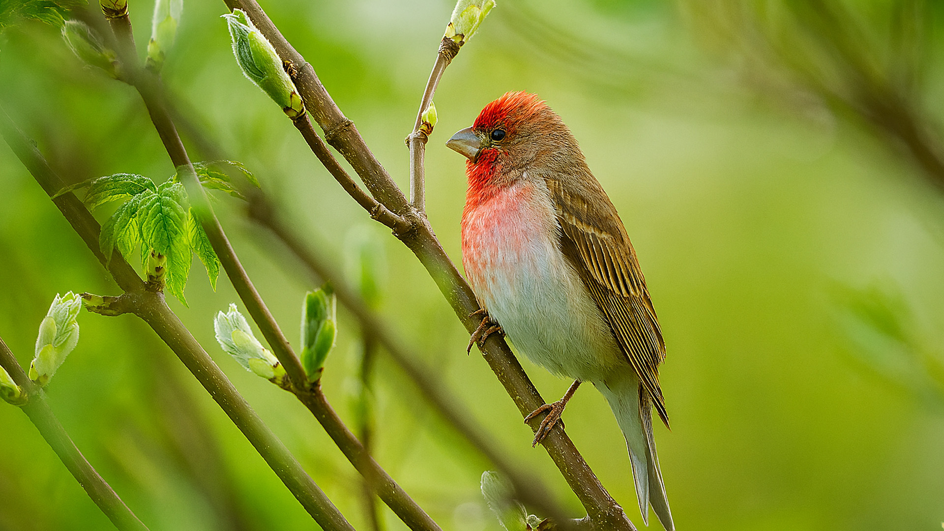 Common rosefinch – You can hear this bird’s song in the Czech mountains