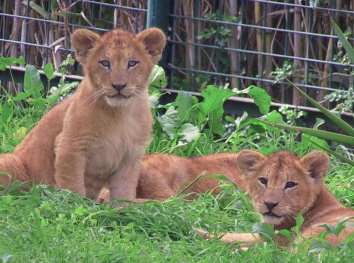 El descubrimiento del siglo | Reaparece un león extinto por gladiadores ...
