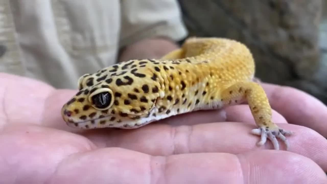 leopard gecko creature feature