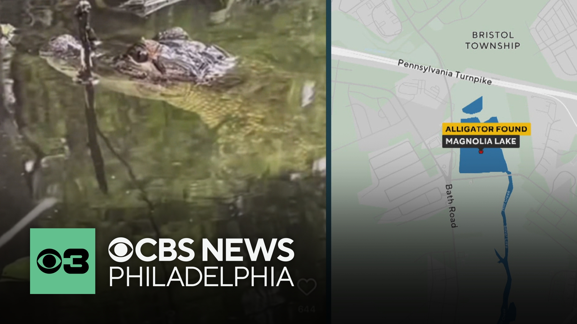 Small alligator found swimming in water in the area of Magnolia Lake in ...