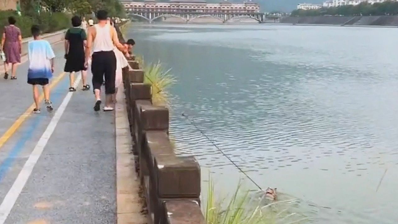 Man takes dog for a walk – but dog wants to swim instead