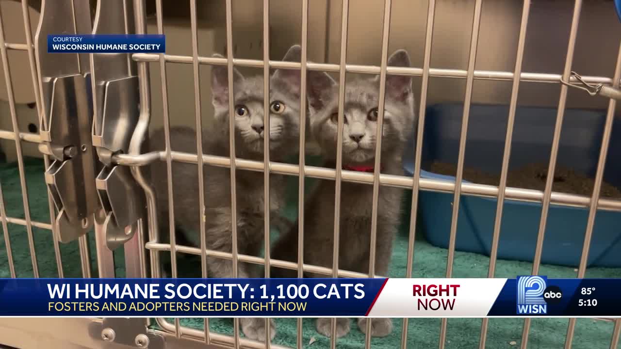 Wisconsin Humane Society overrun with cats, looking for foster parents