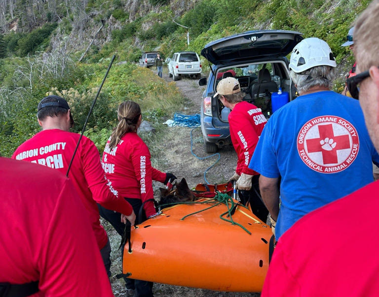 German Shepherd rescued after ending up 500 feet down remote canyon in ...