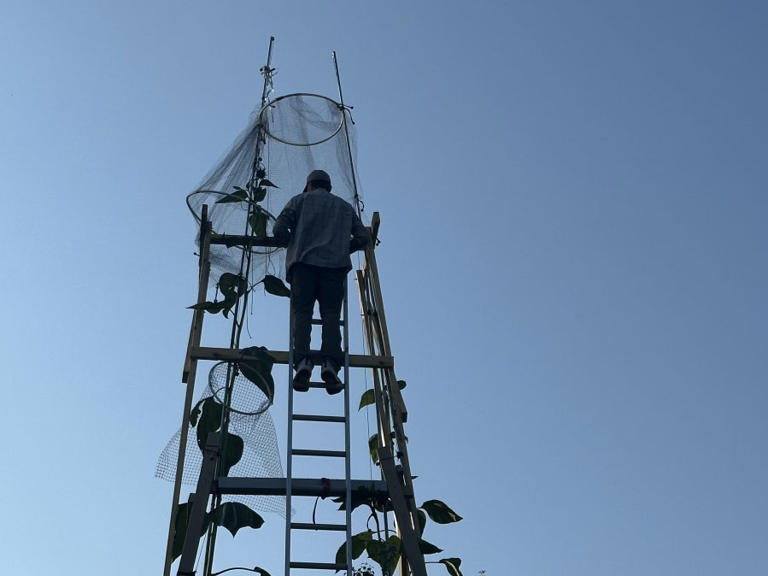 Documentary crew captures the moment Indiana sunflower surpasses world ...