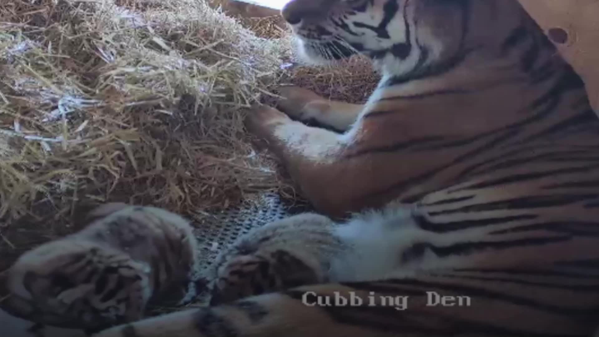 Two rare Amur tiger cubs have been born at Knowsley Safari