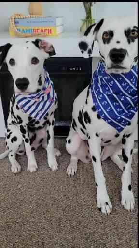 Laugh Out Loud with This Dalmatian