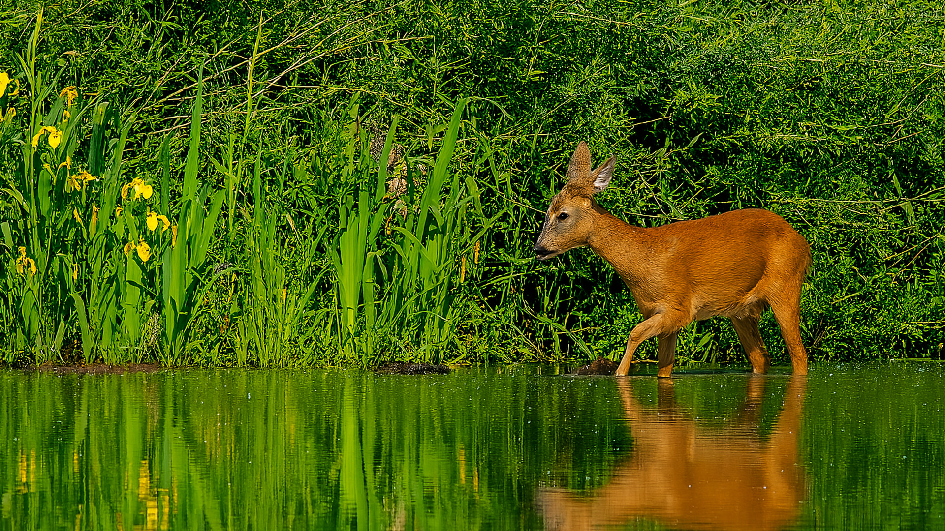 Natur Südmährens – Ein Reh spaziert durch den Teich