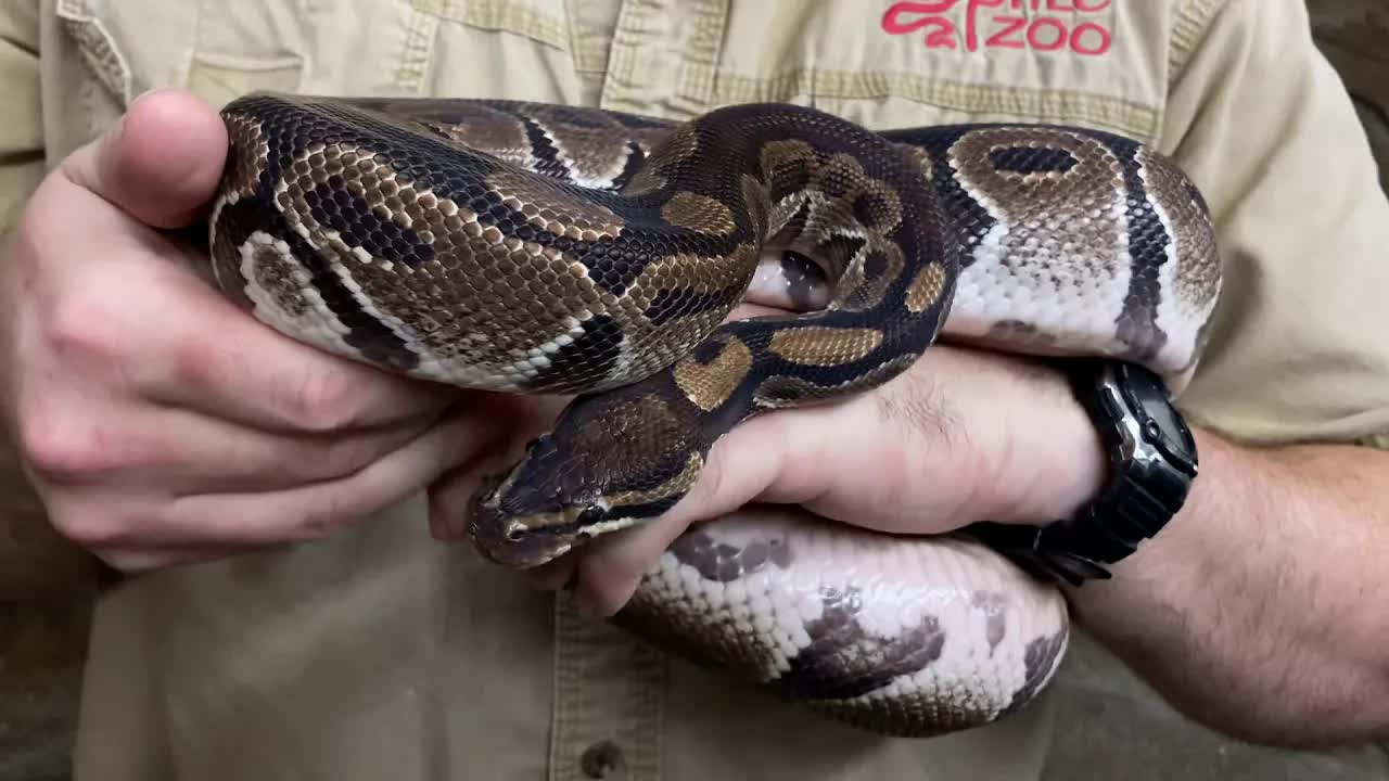 ball pythons: facts and care