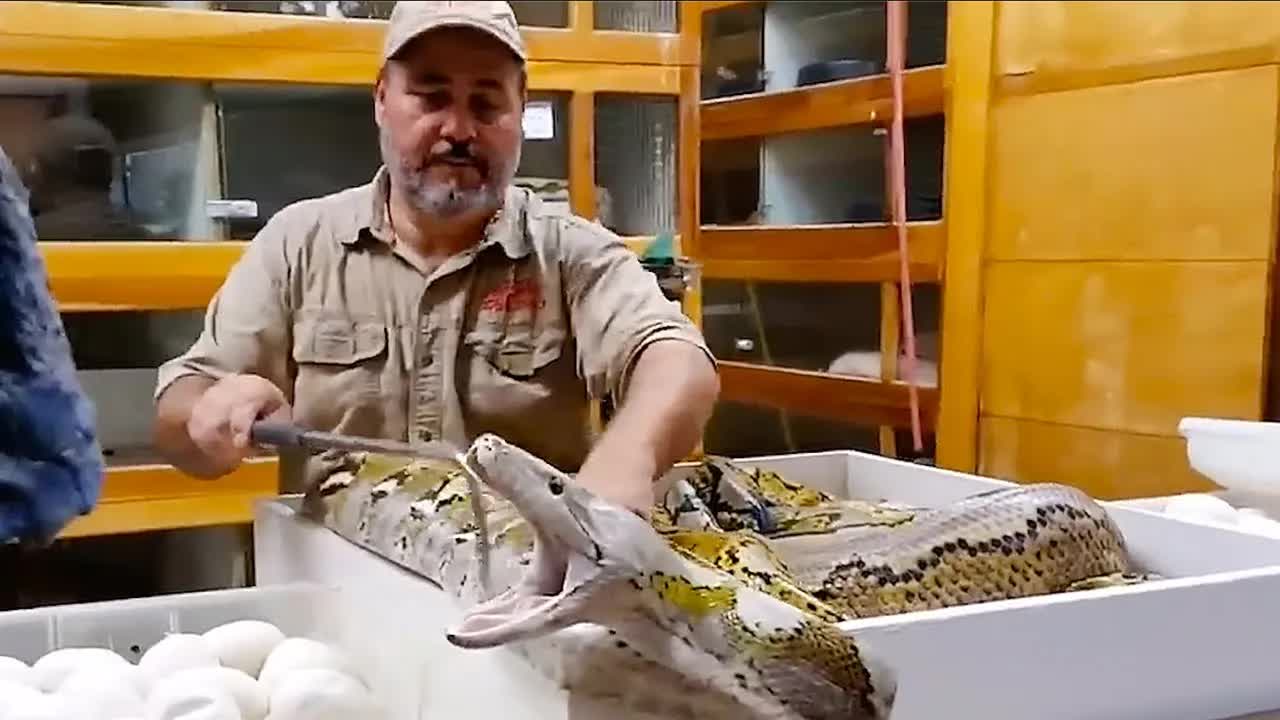 giant reticulated python egg pull with a crowd!