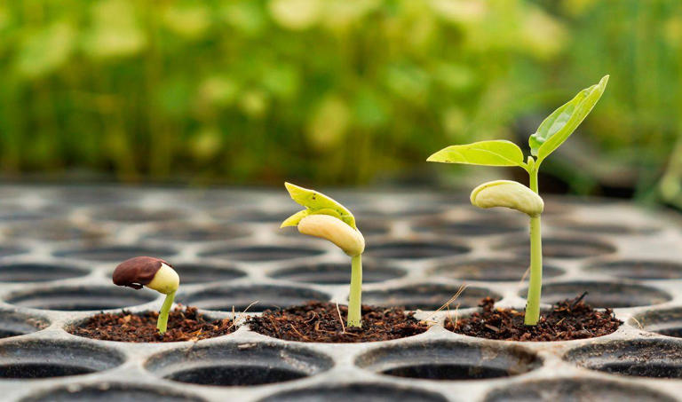 Trucos probados para germinar semillas sin fallos: guía completa ...
