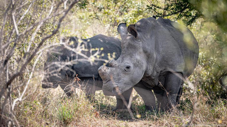 Latest rhino count a mixed bag for world's five species