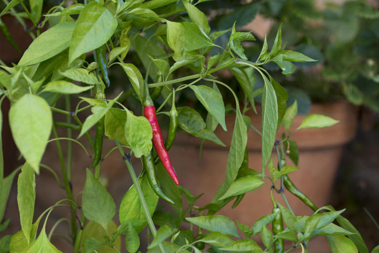 Guía completa para cultivar guindillas: pasos, consejos y variedades
