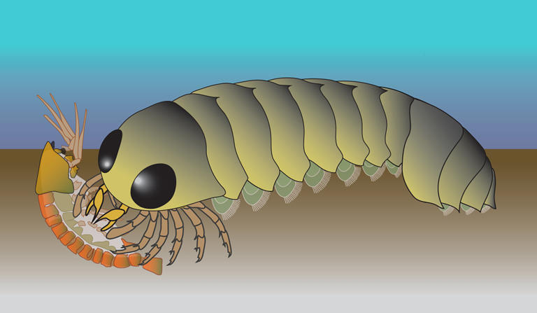 🕷️ Discovery: spiders may not have terrestrial origins