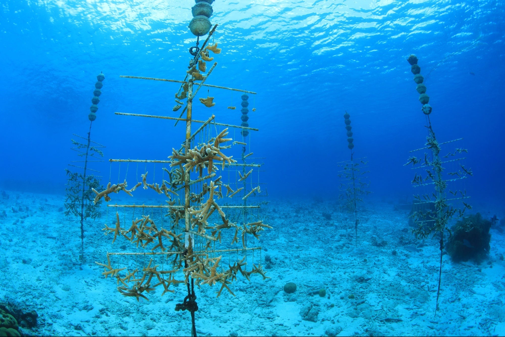 Dubai to Play Key Role in Global Oyster-Based Marine Restoration Project