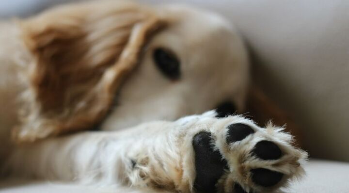 5 Tips for Taking Better Care of Your Dog’s Paws