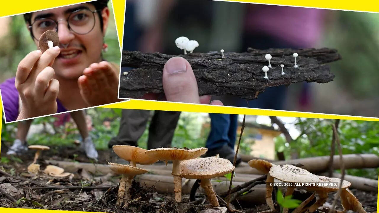 Make room for shrooms! Head out for a fungi foray in Delhi
