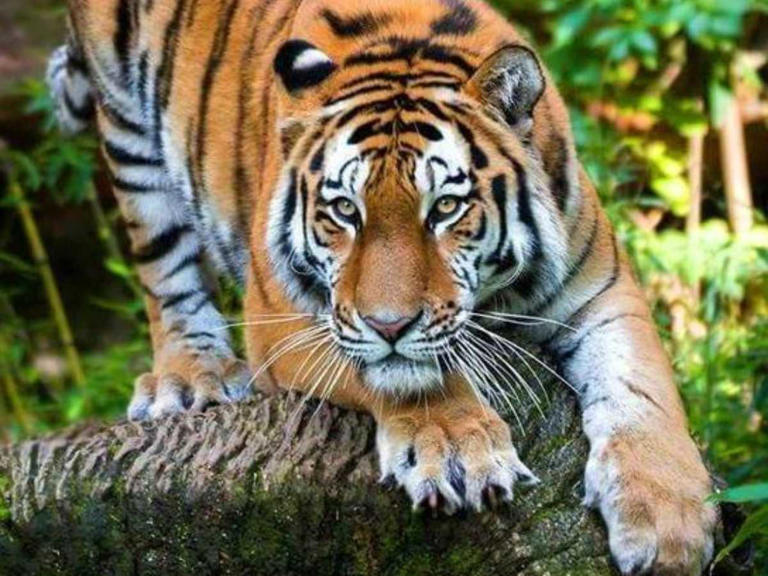 From Tigers To Rare Birds: The Raipur Safari That Feels Straight Out Of ...