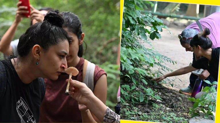Make room for shrooms! Head out for a fungi foray in Delhi