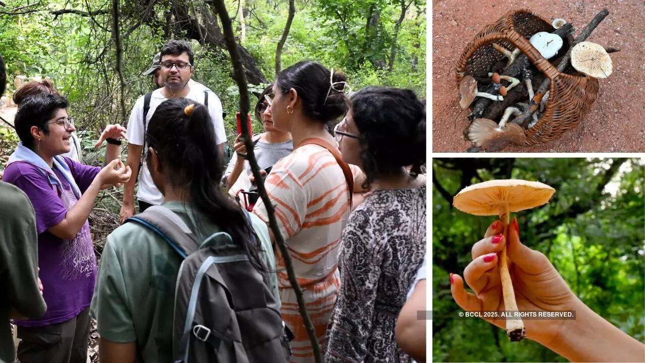 Make room for shrooms! Head out for a fungi foray in Delhi