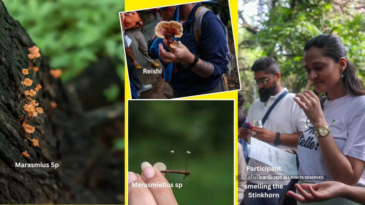 Make room for shrooms! Head out for a fungi foray in Delhi